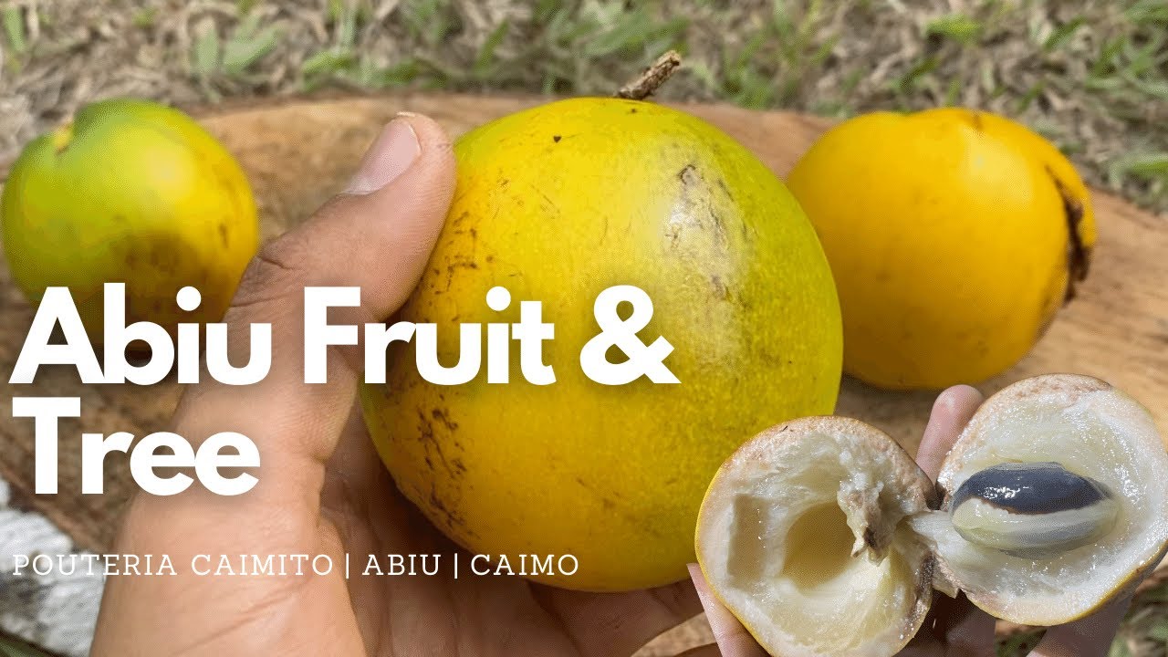 Pouteria Caimito | Abiu | Abiu Fruit & Tree - YouTube