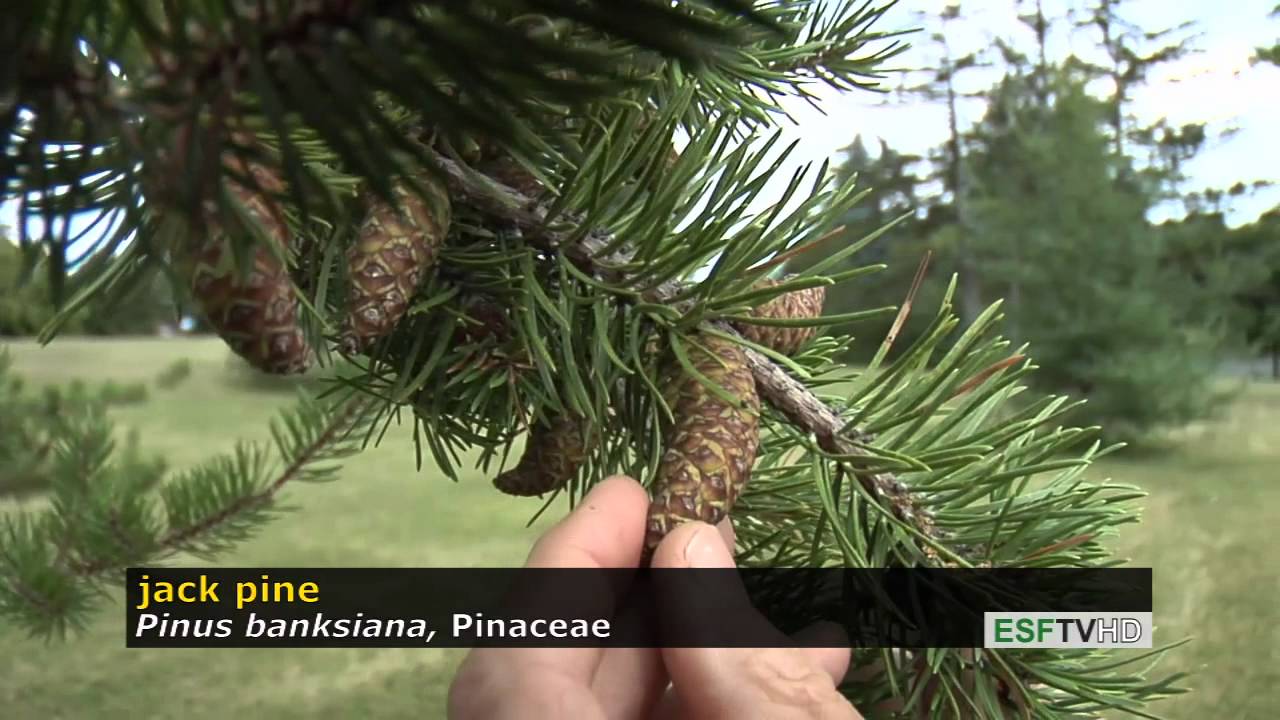 Jack Pine Needles
