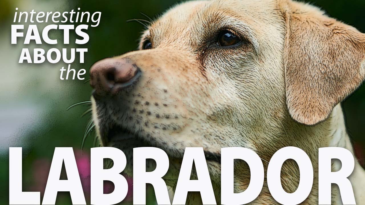Interesting Facts about Labradors - YouTube