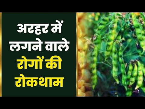 Arhar crop disease: अरहर के फसल को बर्बाद कर देंगे ये रोग, किसान जल्दी ...