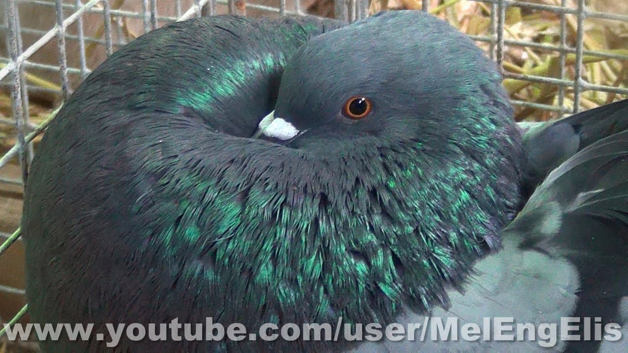 Boulant d'Amsterdam Bleu - Amsterdamer Kröpfer - Holle Cropper - YouTube