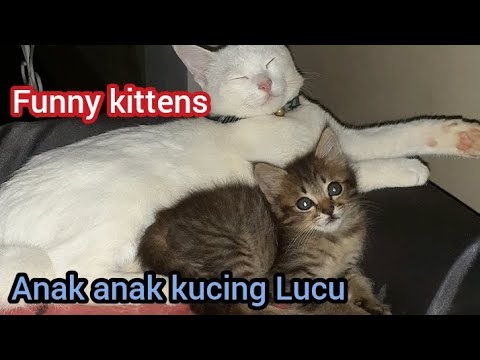 Kucing terLucu, Funny kittens - YouTube