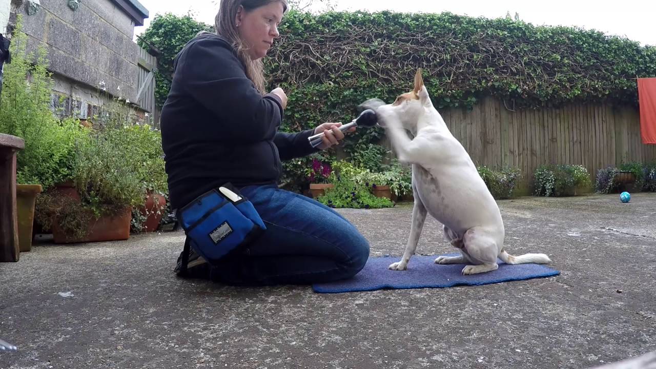 Spike is learning to honk the bike horn - YouTube