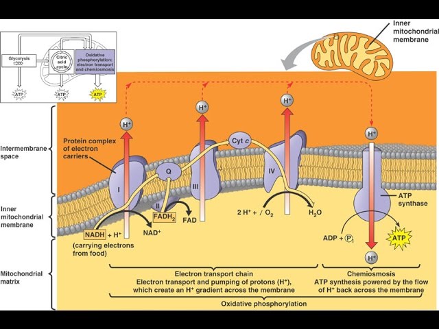 Electron Transport Chain Biochemistry Medbullets Step 1 The Krebs