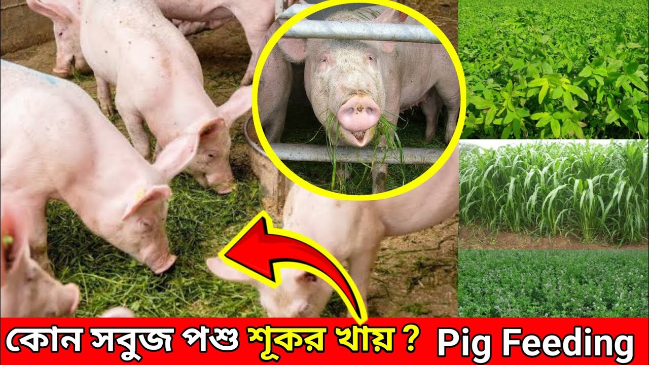 Pig farming in Bengali. Pig farm in west bengal. Green grass for pig ...