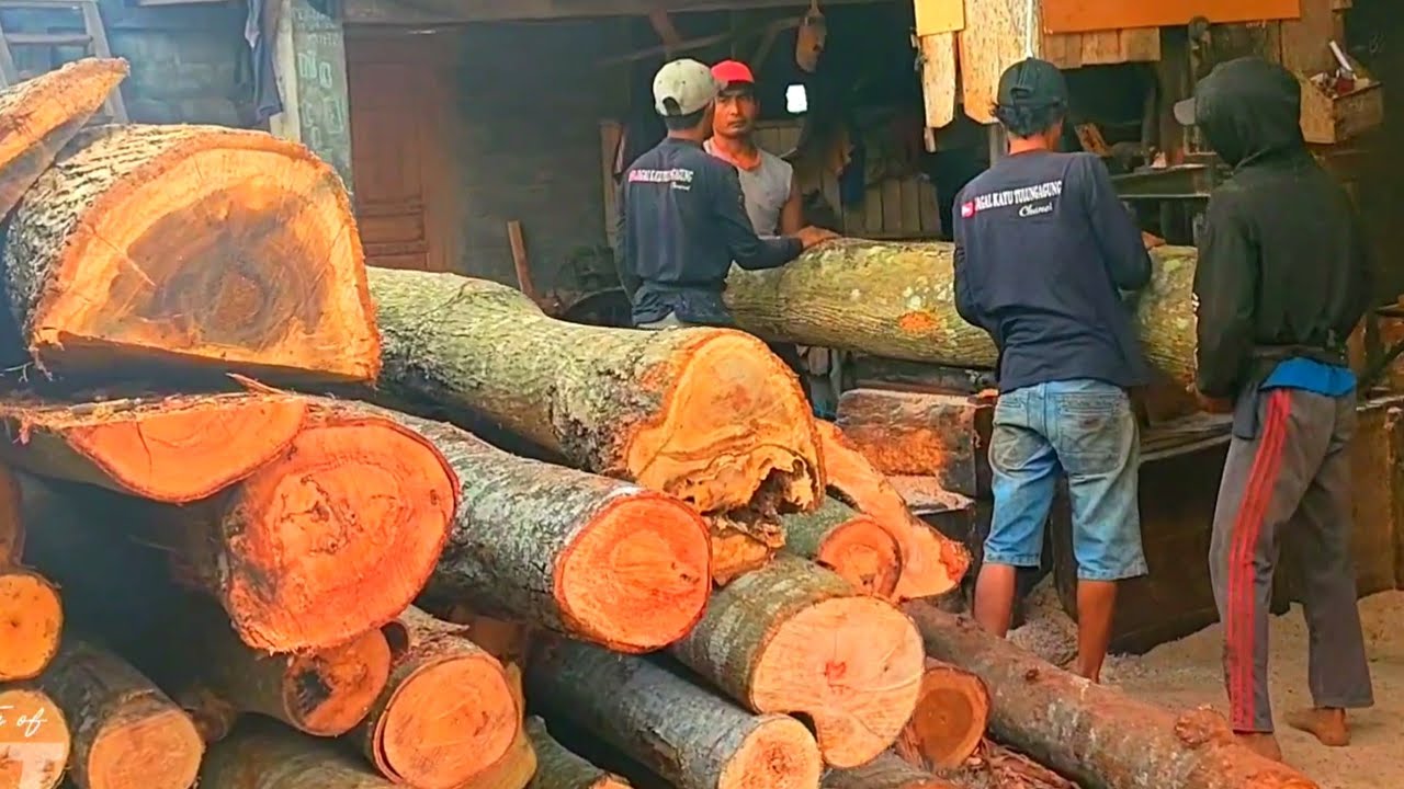 Luar Biasa..!! Teknik Tinggi Menggergaji..Kayu waru Full Galih Disawmil ...