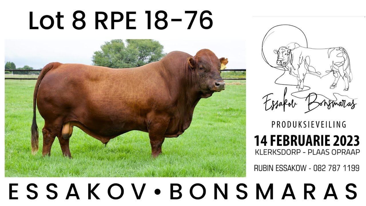 Essakov Bonsmaras PV2023 lot 8 RPE18-76 - YouTube