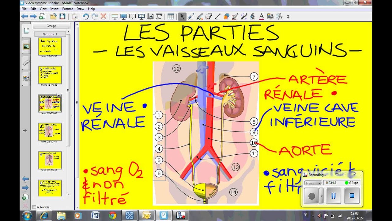Vidéo système urinaire - YouTube