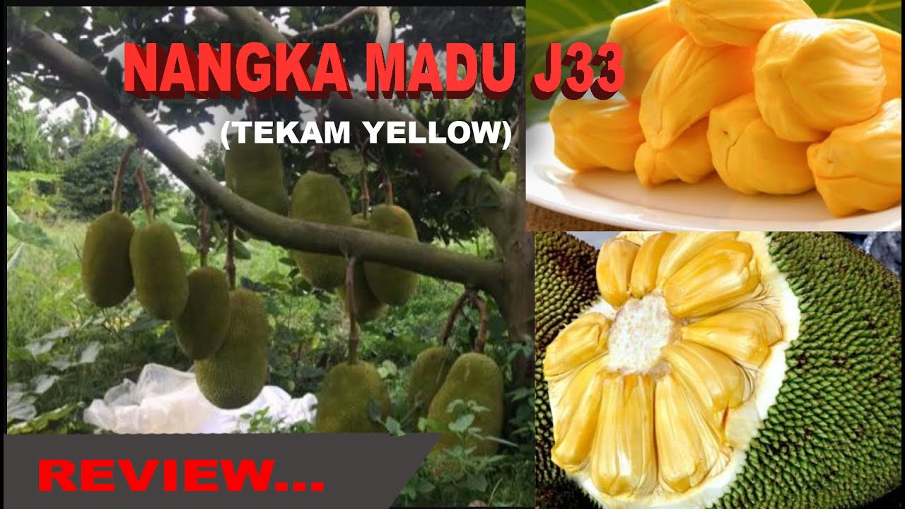 Review Nangka Madu J33 Tekam Yellow Youtube