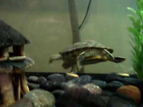 New turtle tank - 75 gallon - 02/2008 - YouTube