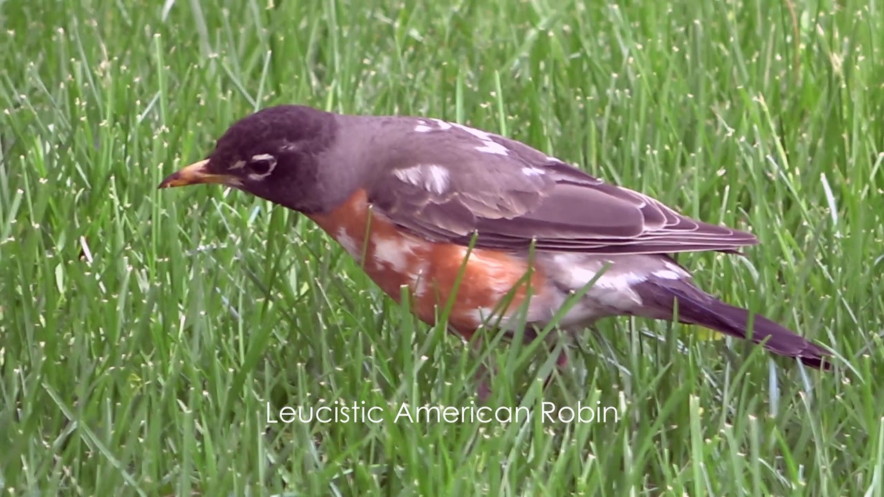 Leucistic American Robin in Waukesha, Wisconsin - YouTube