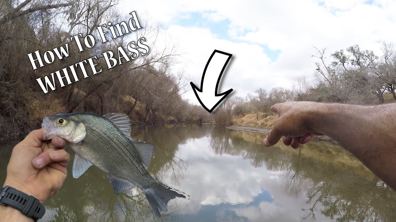 HOW To Find Sand Bass! Sand Bass Run! Has Started! Sand Bass Fishing on ...
