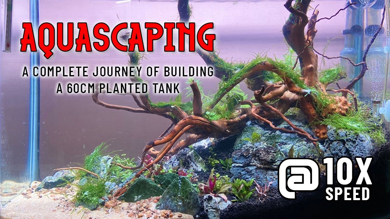 Aquascaping - Building a 60CM Planted Tank at 10X Speed | Time-lapse ...