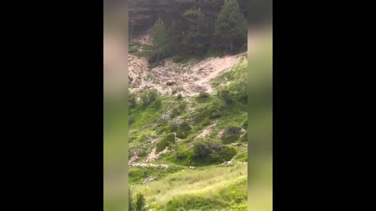 Ariu ne fshatin radomire - YouTube