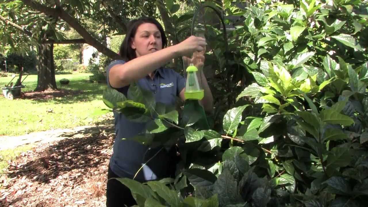 Stop Stink Bugs in their tracks with the RESCUE! Trap - YouTube