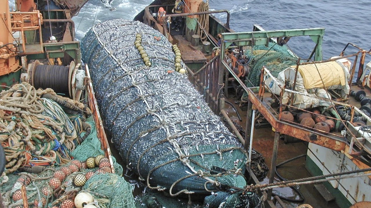 Amazing Big Catching on The Sea With Modern Big Boat - Amazing Giant ...