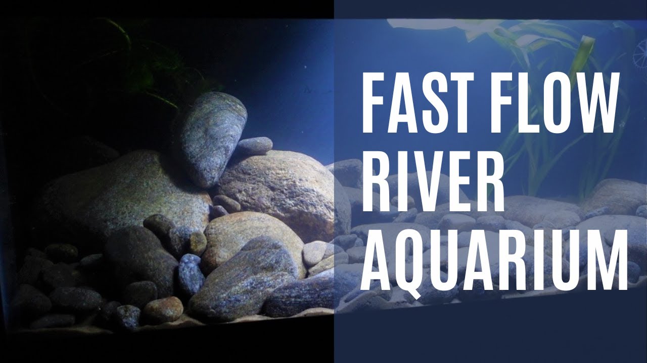 Fast Flow River Aquarium| Cold Water Setup: Aquascape Tutorial | Sony ...