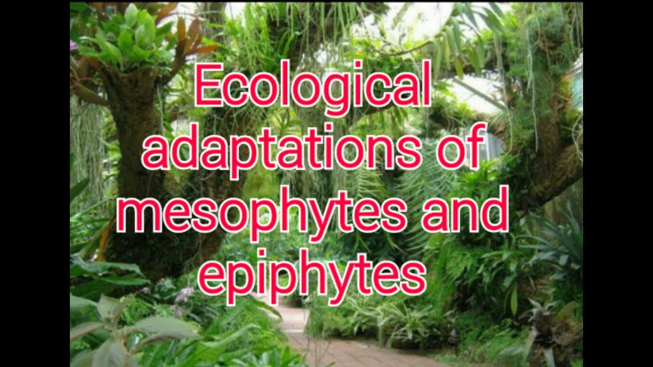 Mesophytes Adaptations Adaptations Of Plants In Different Habitats