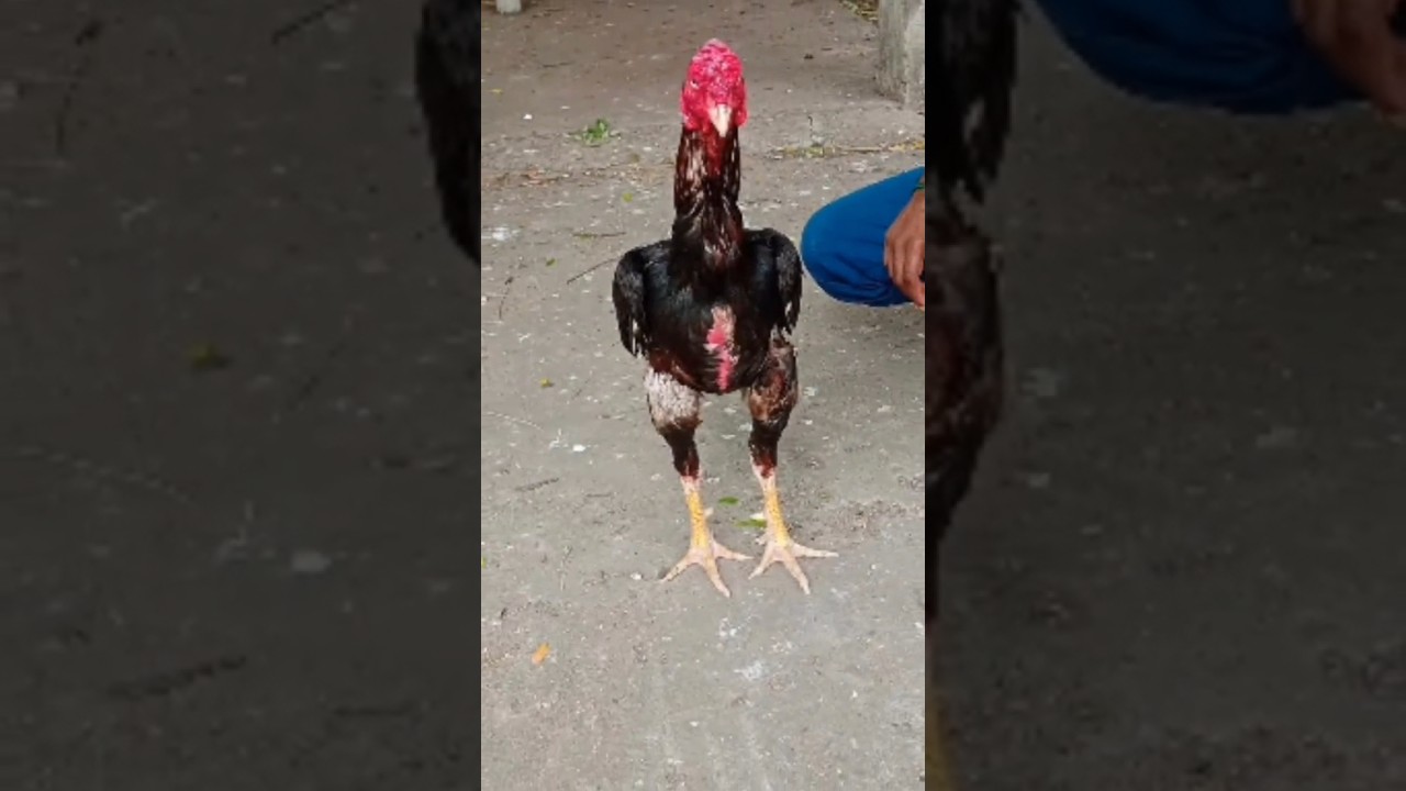 Aseel Murga Fight & for sale🔥Aseel fighter murga #pets #hens #aseel # ...