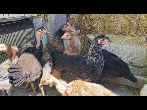 HİÇ GÖSTERMEDİĞİM CİVCİVLERİM~tüm hayvanlar son durum