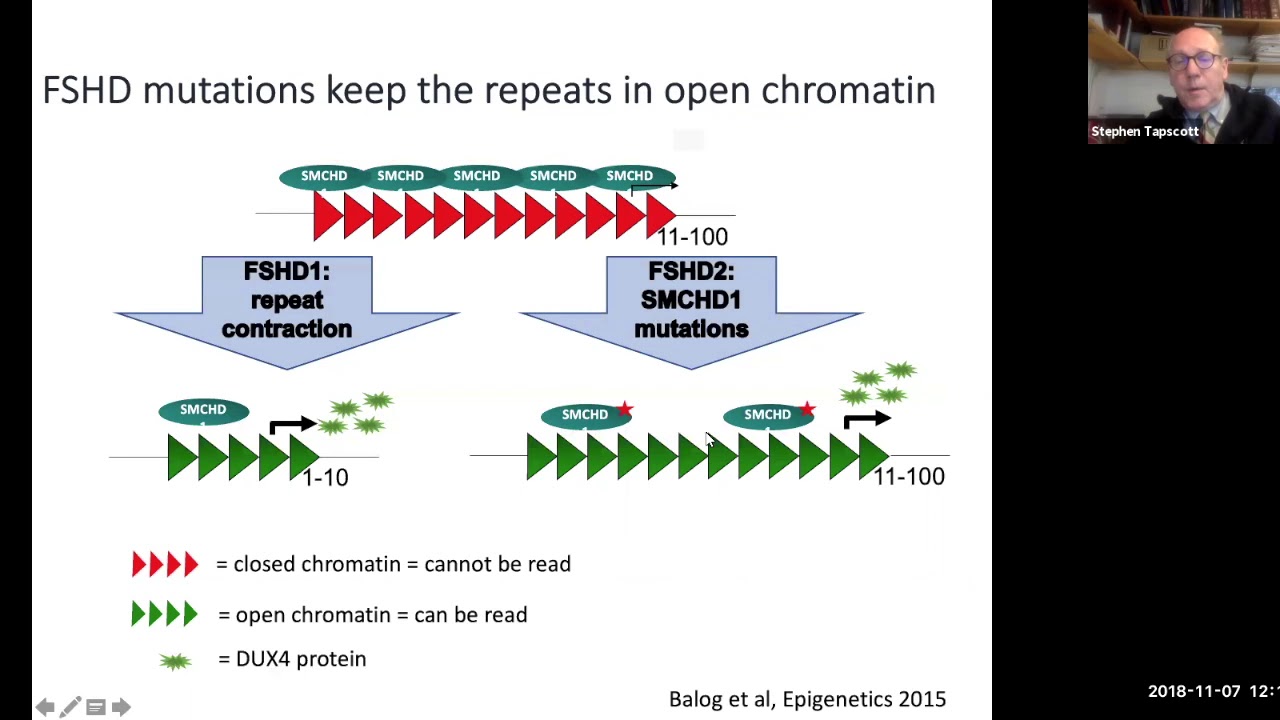 FSH Society webinar with Stephen Tapscott, MD PhD - YouTube