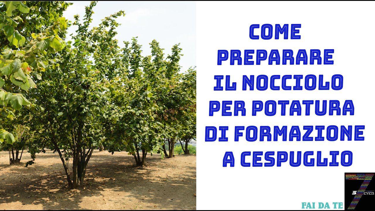 Come preparare il nocciolo per potatura di formazione a cespuglio - YouTube