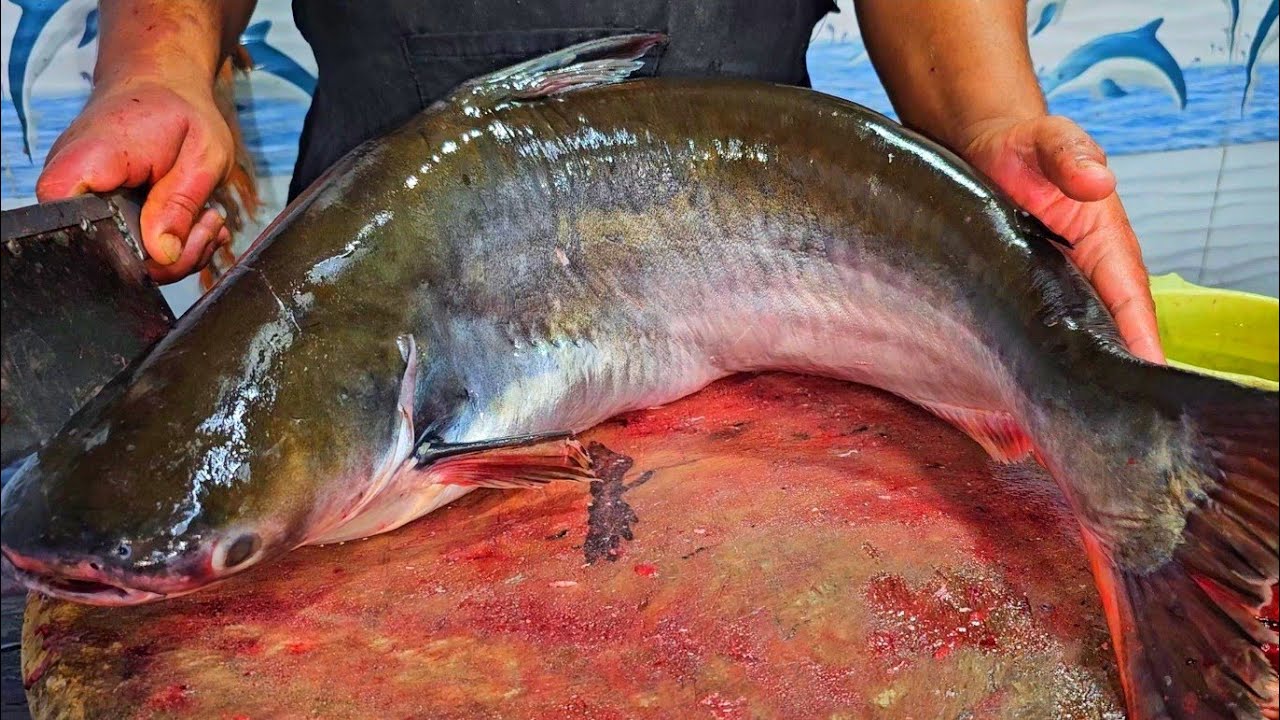 sagar fish world hoodi is live - YouTube