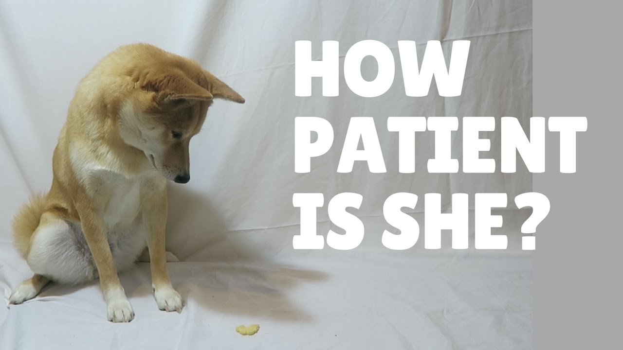 How Patient is a Shiba Inu Dog? Patience test! - YouTube