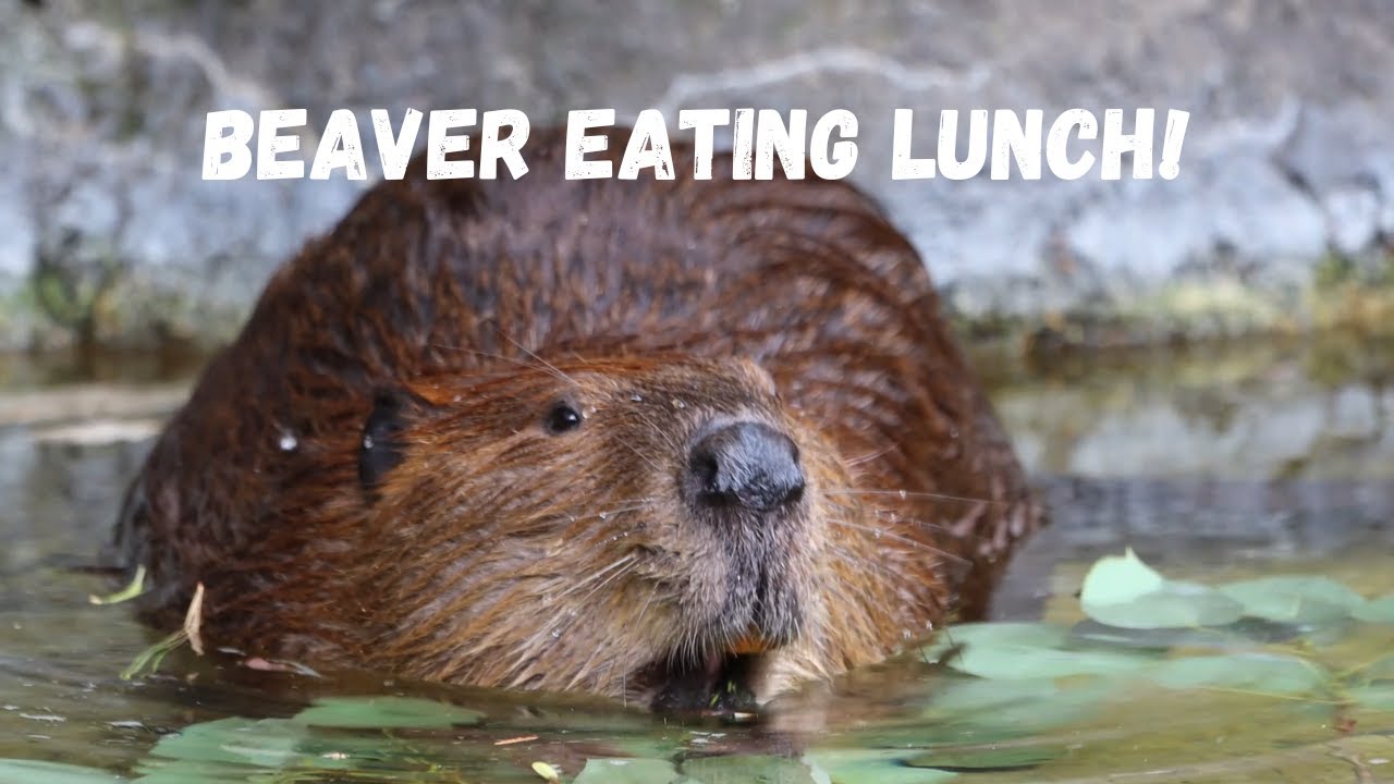 Beaver Eating Lunch! - YouTube