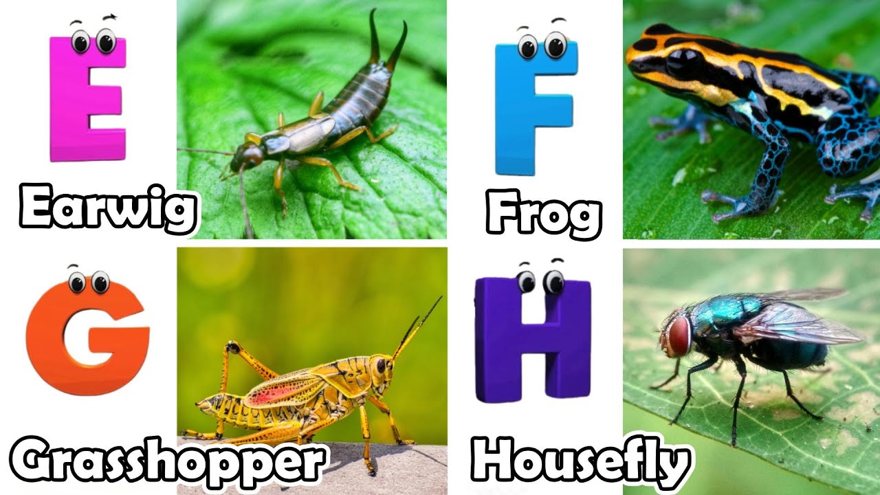 Insects ABC Song for Kids | Insects for Kids | Phonics for Kids ...