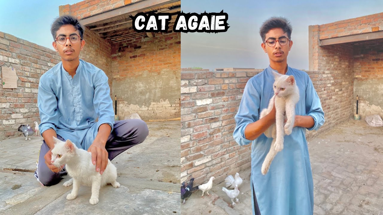 Hamari White Cat Agaie😍|| Pets Vlog || Cat - YouTube