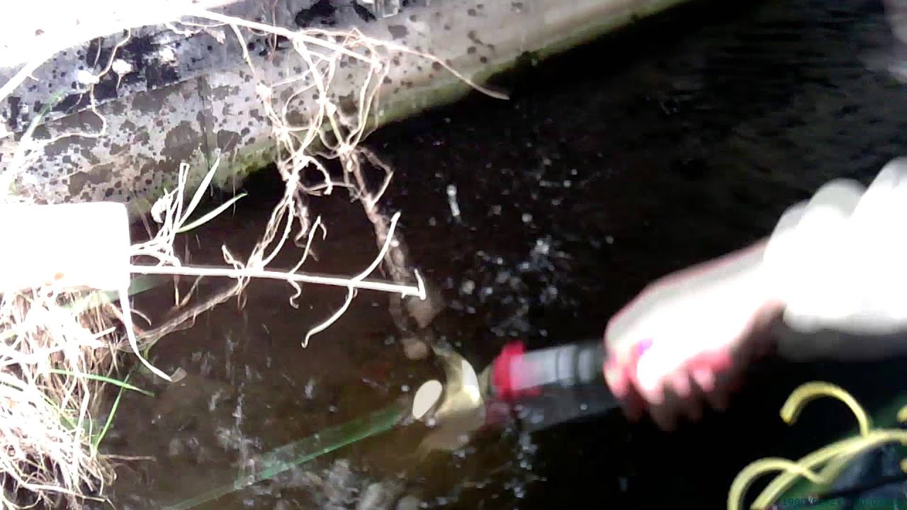 Pike attack, Big pike, monster fish - YouTube