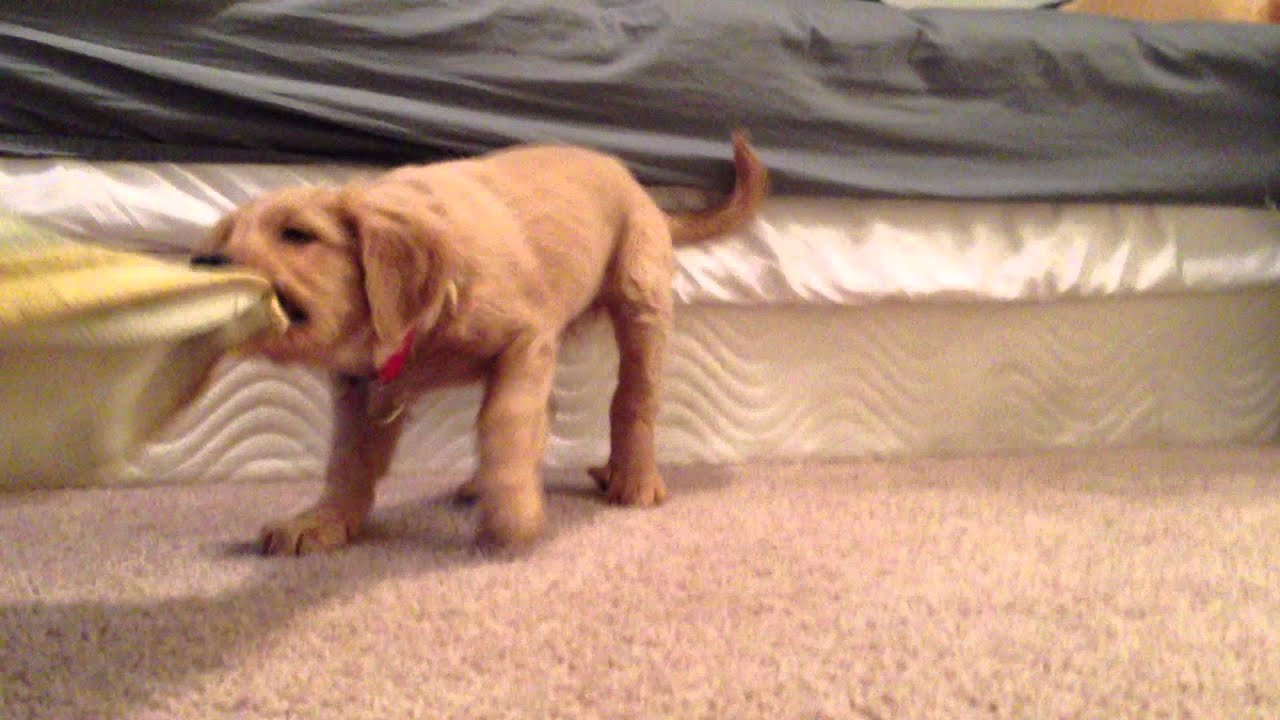 Molly and the Coors Rug - YouTube