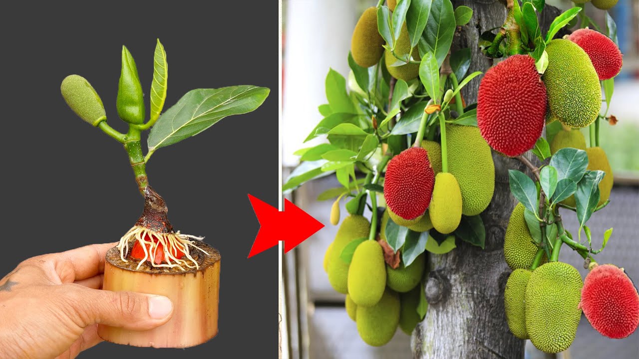 FASTEST TECHNIQUE Propagating jackfruit trees with bananas helps the ...