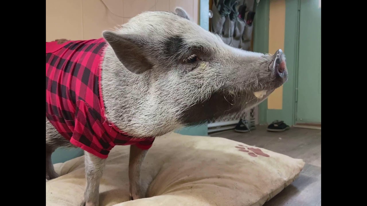 Baby Pigs In Sweaters