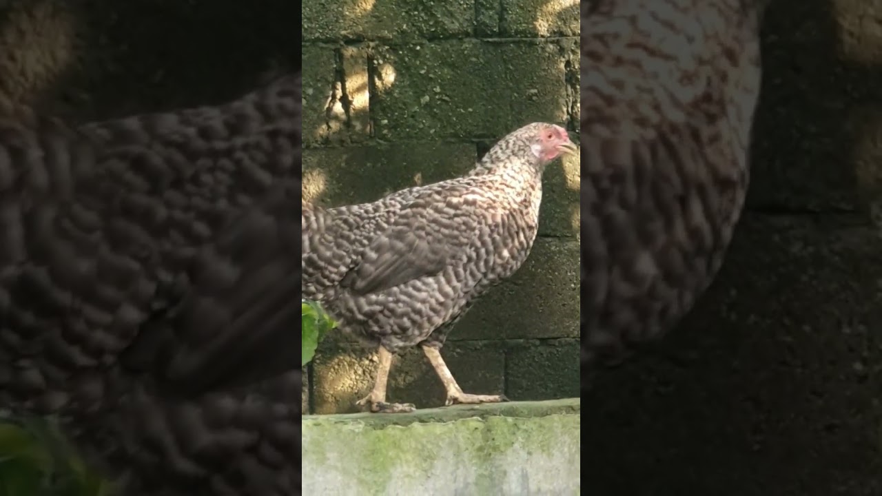 #Manok na Bulik #Babaeng Bulik#Short - YouTube