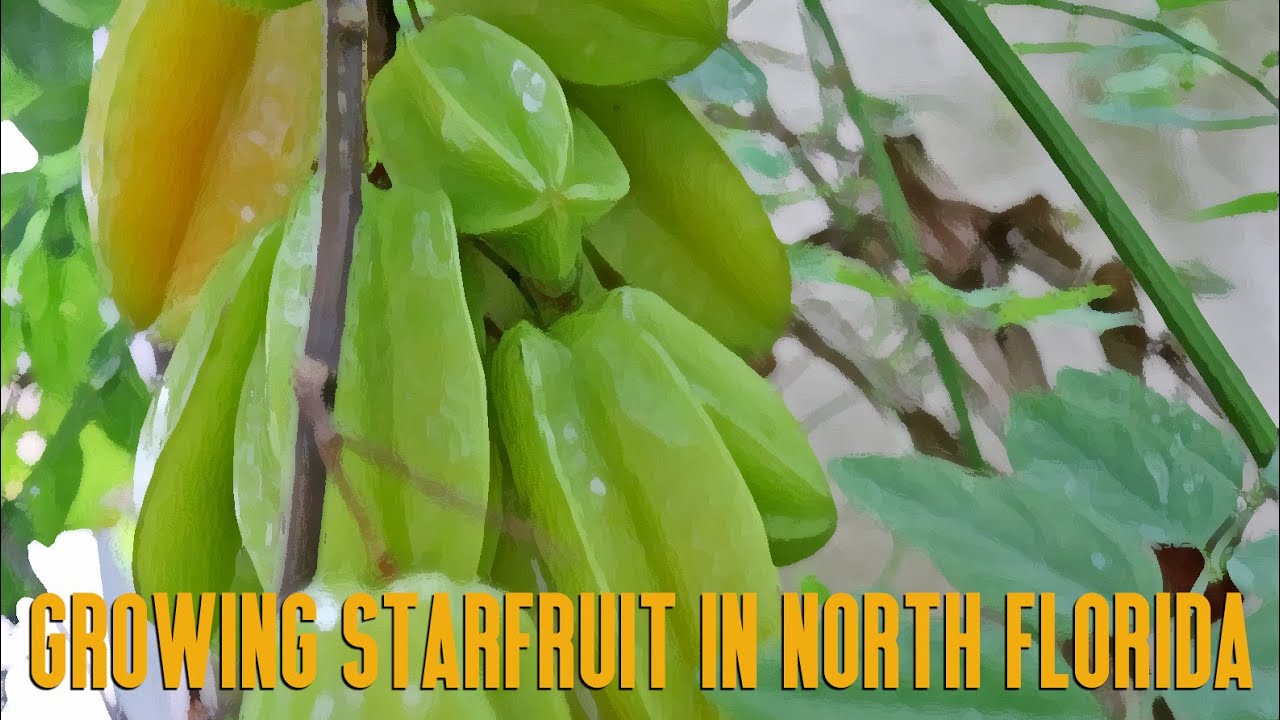 Growing Starfruit in NORTH FLORIDA! - YouTube