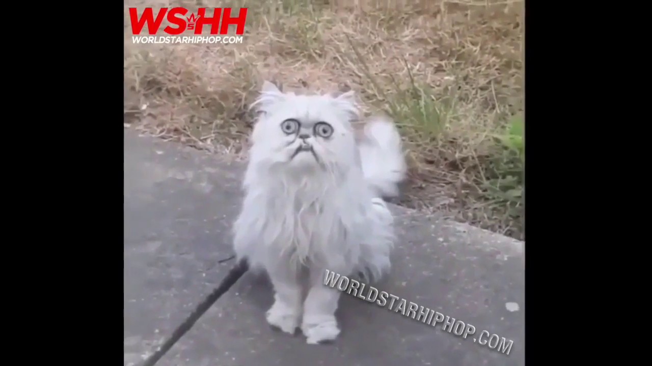 This Cat has seen some traumatizing stuff! - YouTube