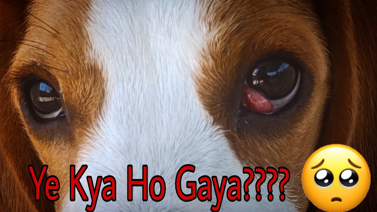 Cherry Eye Problem In Beagle | Cherry Eye In Dogs - YouTube