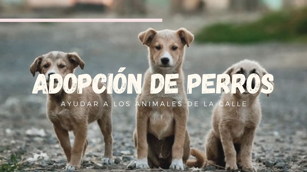 Adopción de perros callejeros | Documental - YouTube