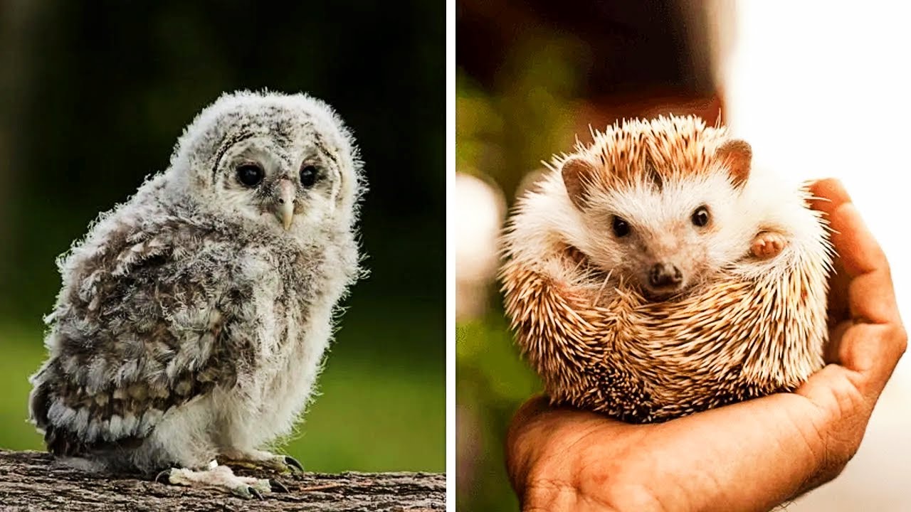 The Most Heartwarming Compilation of Baby Animals - Guaranteed to Make You Cry! - YouTube