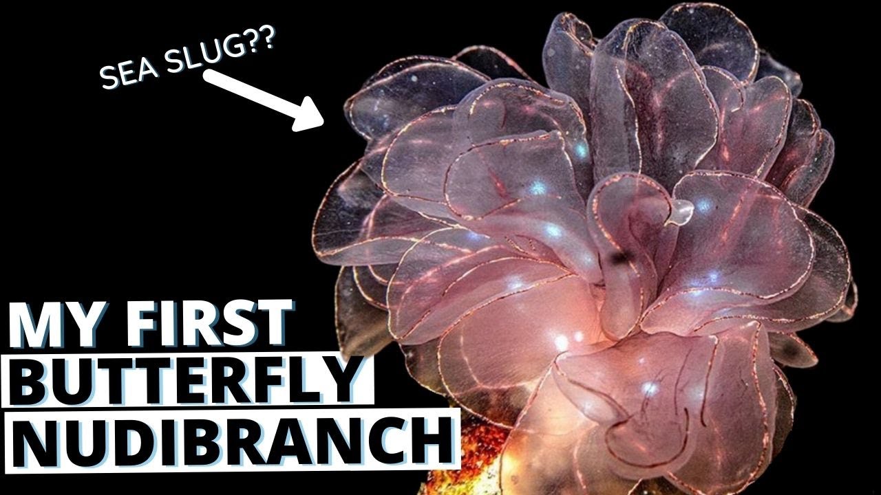 My First Cyerce Elegans Nudibranch! (bucketlist critter) - YouTube