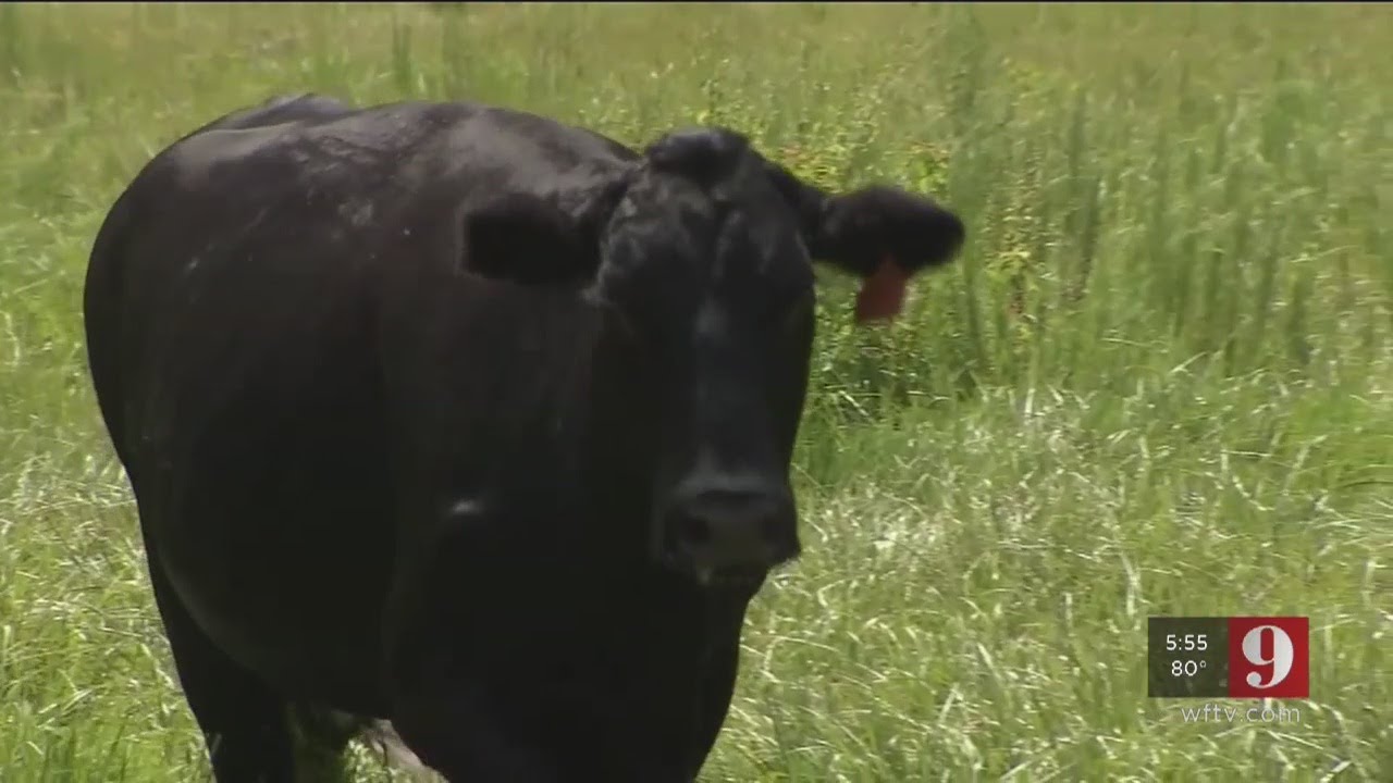 Video: HOLY COW: Car thief corralled by cows while running from Sanford ...