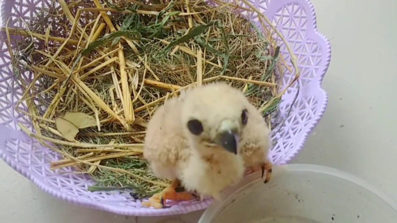baby hawk feeding (1 week old baby hawk).mp4 - YouTube