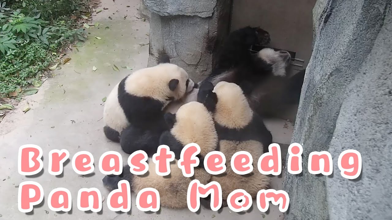 Panda Mom Busy Breastfeeding Kids | iPanda - YouTube