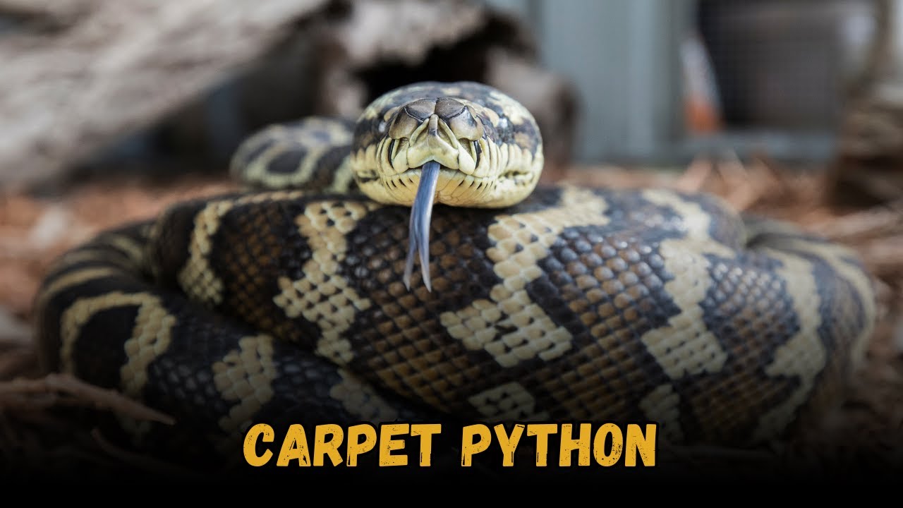 Carpet Python is the best Friendly Pet Snakes for Beginners - YouTube