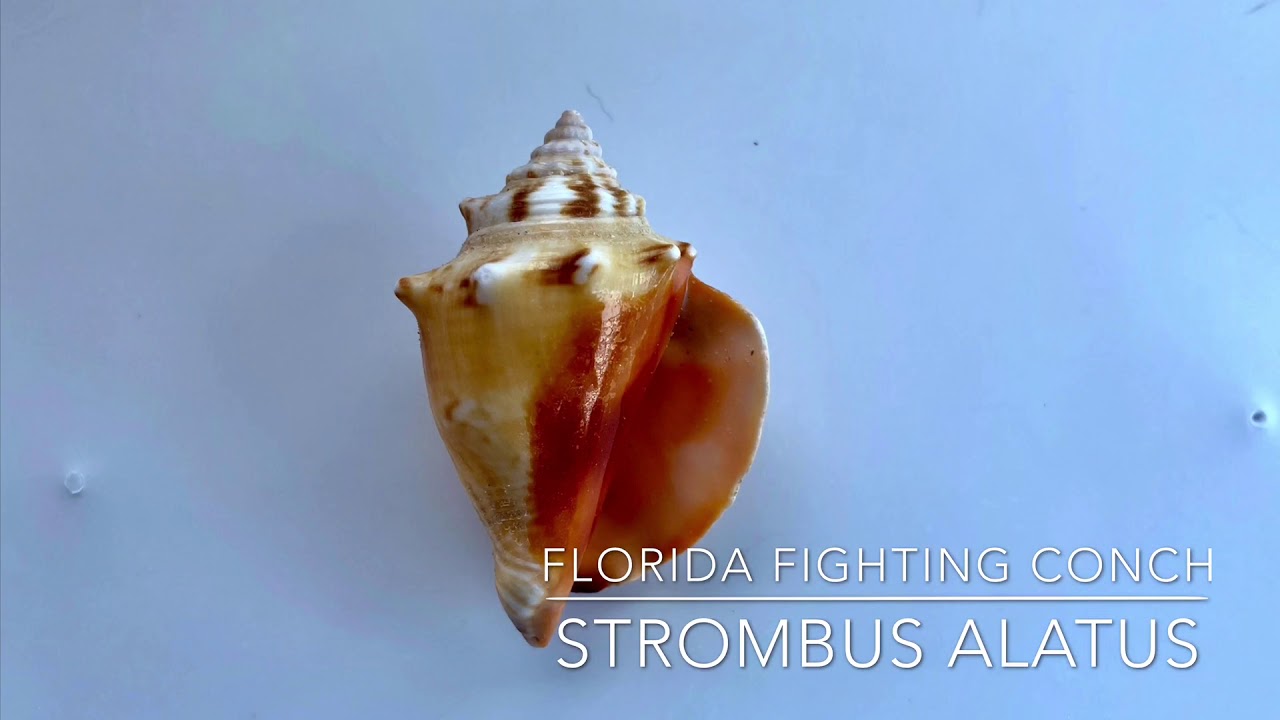 Creature Feature: Florida Fighting Conch - YouTube