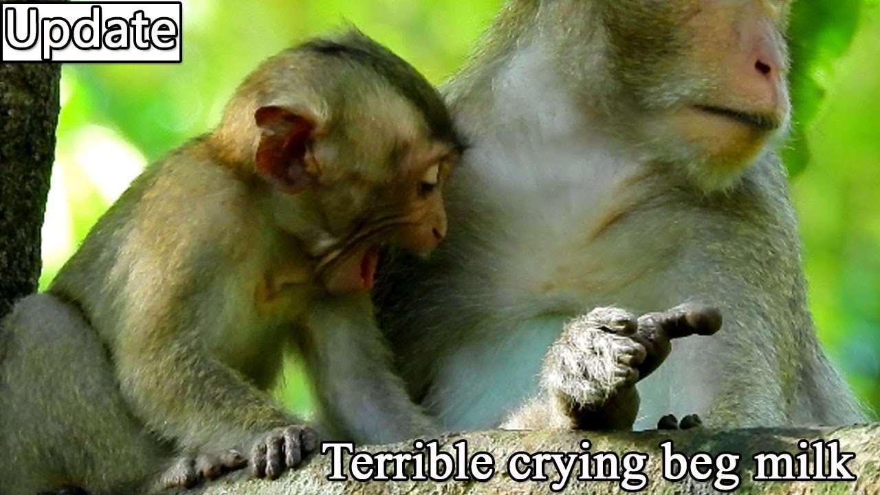 S-e-riously crying s-eizure angry mom! Baby Ayla deep hungry milk try ...