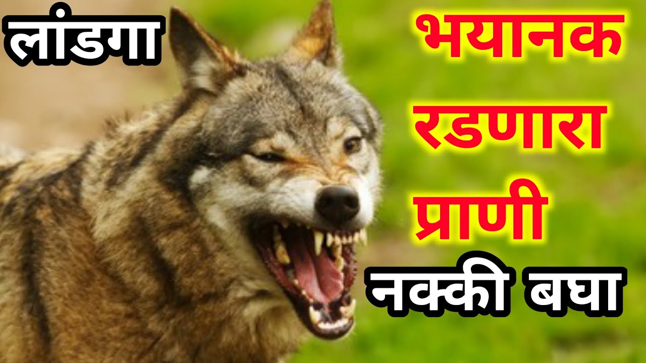 landga vishay mahiti | landga chi mahiti | landga | लांडगा | landga ...