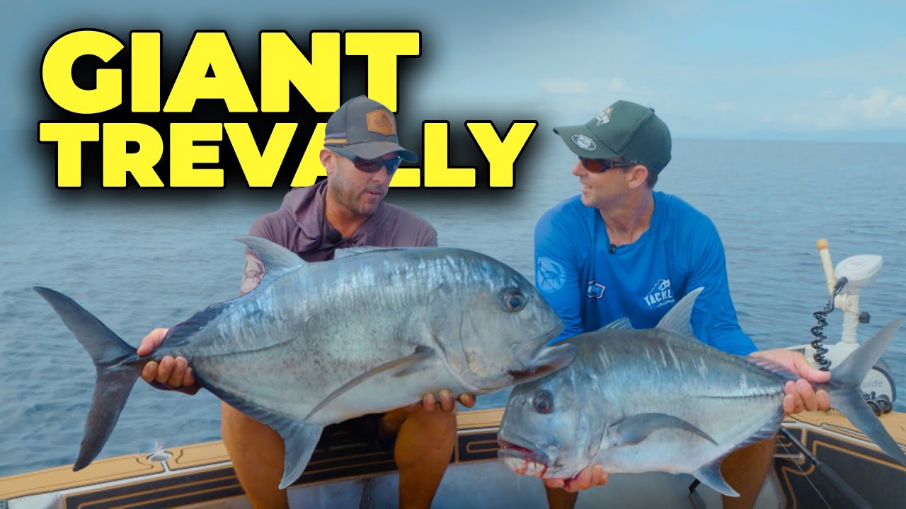 Catching Apex Predators off Cairns, Australia - YouTube